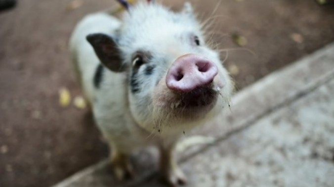 super cute pig – North American Pet Pig Association